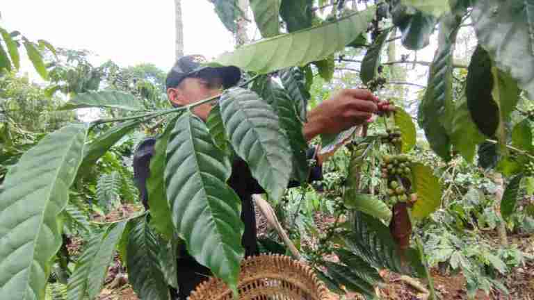 Aroma dari Tatar Galuh, Menyusuri Jejak Kopi Ciamis dari Lereng Sawal ...